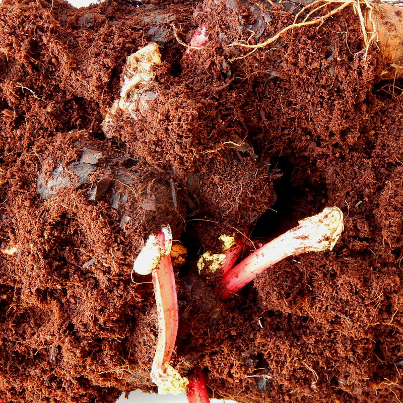 RHUBARB - PINK CHAMPAGNE (crown)