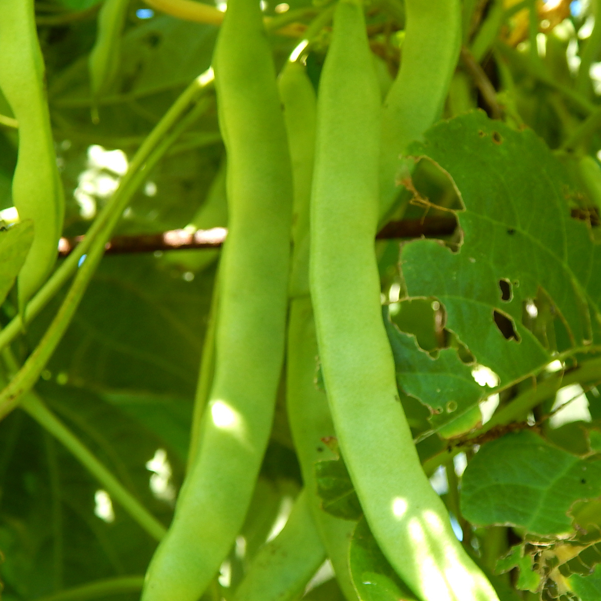 Floral & Garden Crafts Gardening & Plants 1500 Year Old Cave Beans New ...