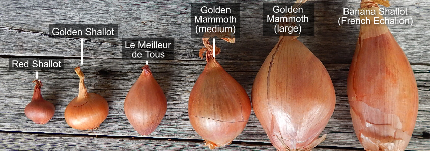 BULBS & TUBERS SHALLOT / POTATO ONION (FEB-SEP)