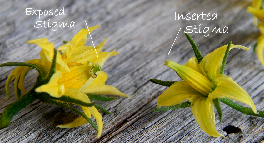 Exposed Stigma - the stigma (where the pollen is) is more easily ...