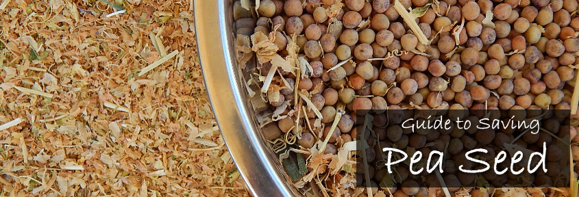 Guide to Saving Pea Seed