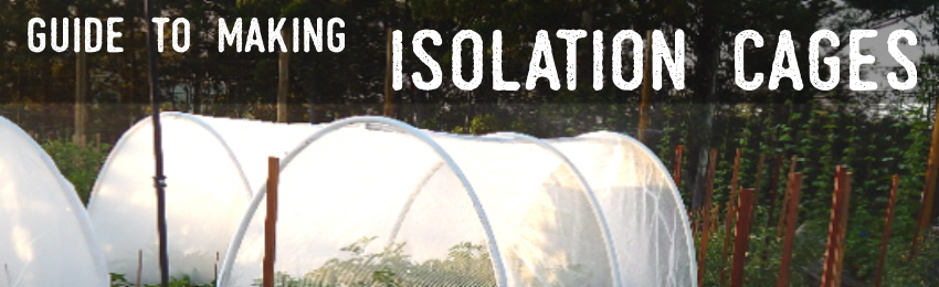 Isolation of these varieties may be achieved through distance, time or ...