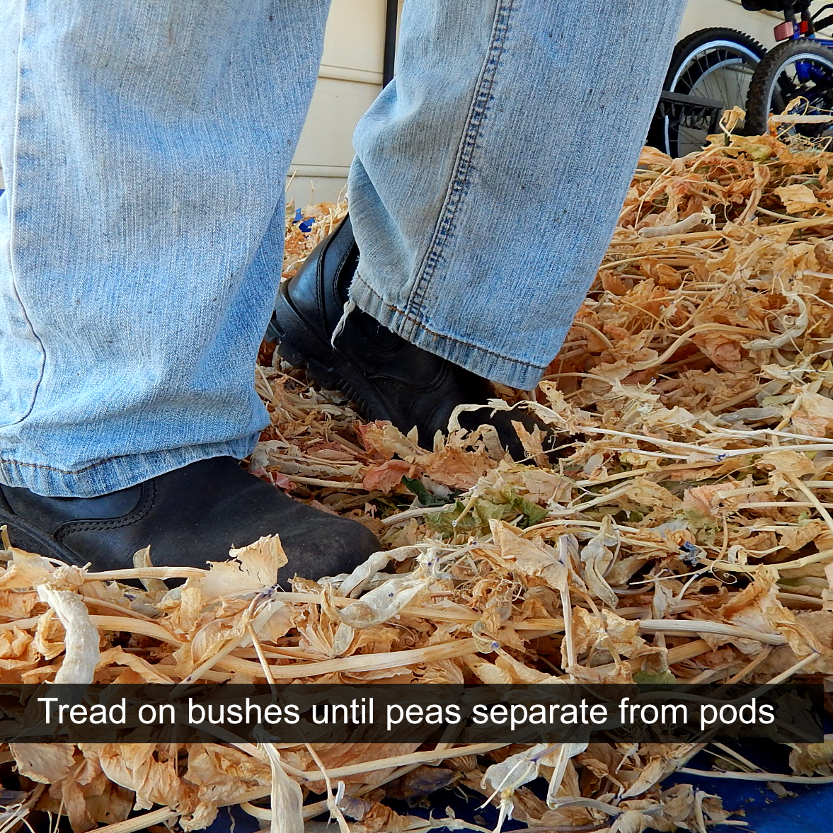 STEP 2: SEPARATE THE PEAS FROM THE CHAFF